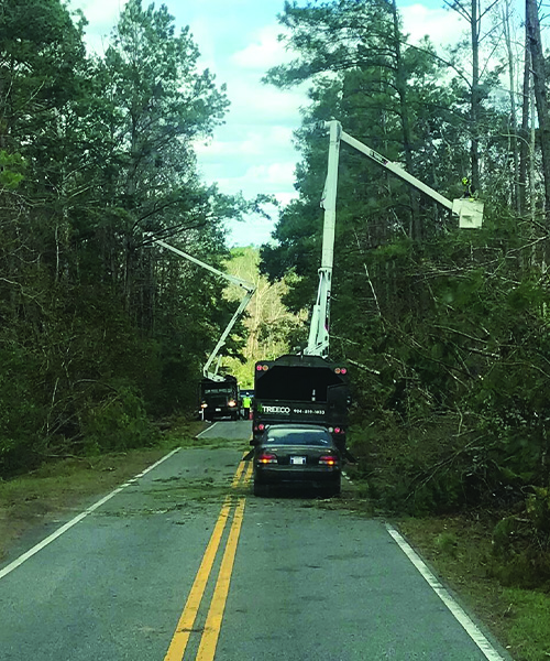 Best Tree Care & Removal Company Jacksonville FL - Treeco