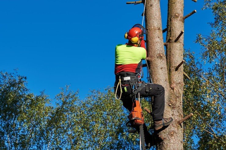 Treeco Blogs | Call Today +1 904-810-1033